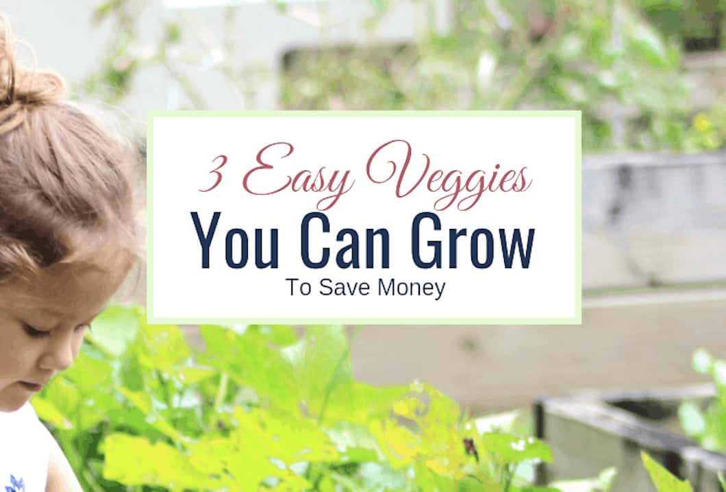 Easy Vegetables You Can Grow to Save Money | Frugal Farm Wife